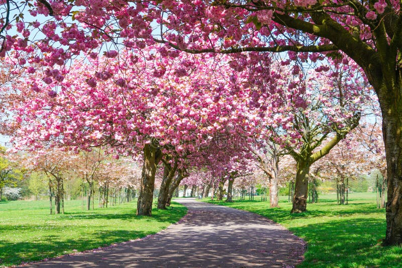 Blooming Pink Trees in Spring Time Stock Image - Image of marvellous ...