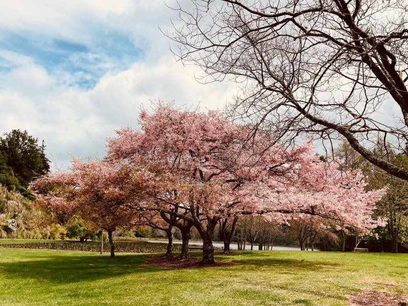 Pink Trees in a Tranquil Park on a Sunny Day, Creating a Peaceful and ...