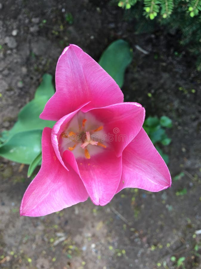 Pink Triangle Poppy stock photo. Image of flowers, pink - 114881964