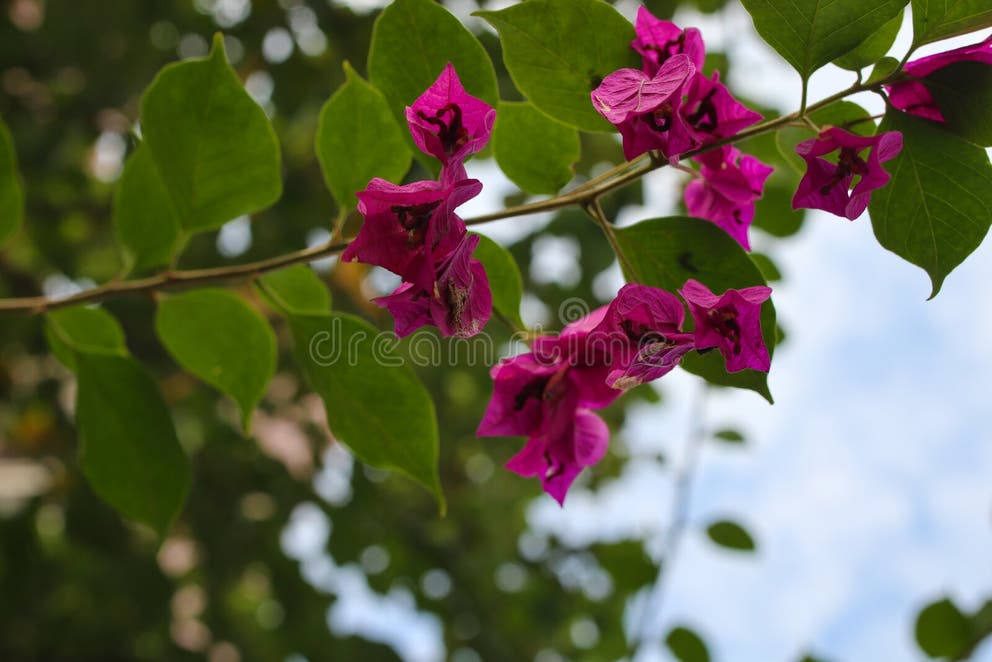 Pink triangular plum stock photo. Image of wall, small - 106896932