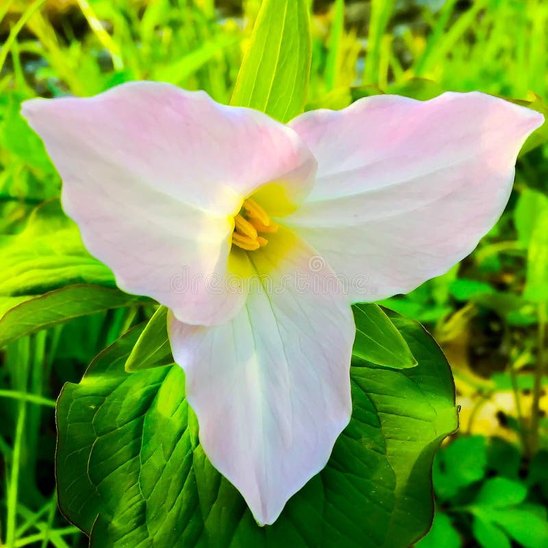 Pink Trillium stock image. Image of spring, rare, wildflowers - 49681789