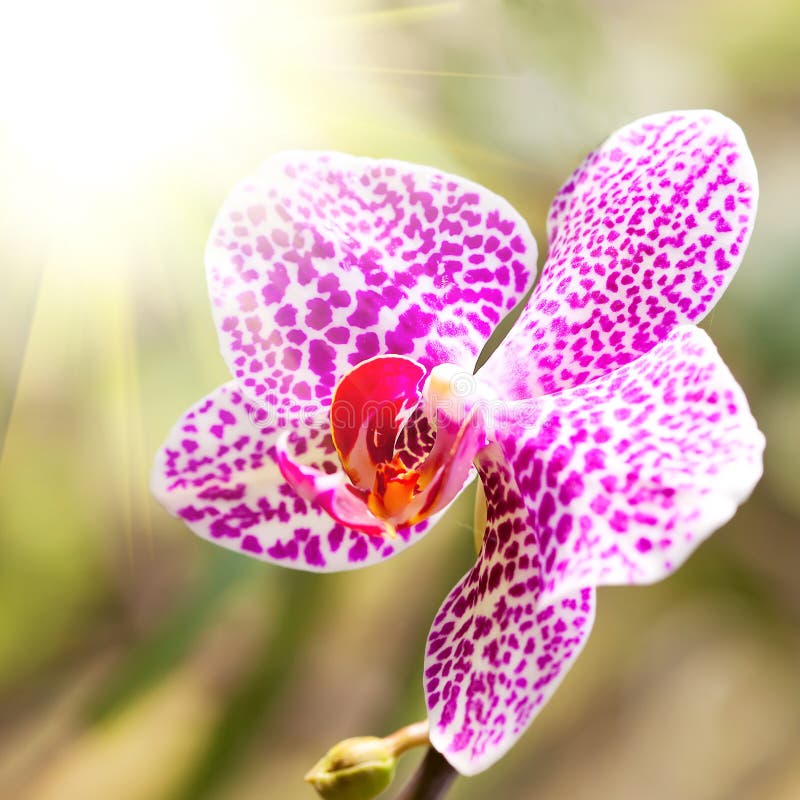 Pink tropical orchid stock photo. Image of bloom, nature - 18239728