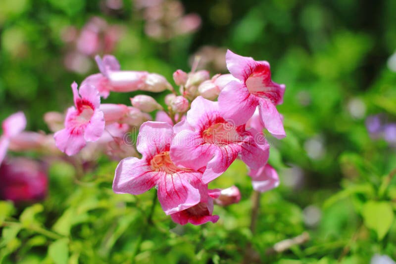 Pink Trumpet flower stock photo. Image of trumpet, plant - 67798746