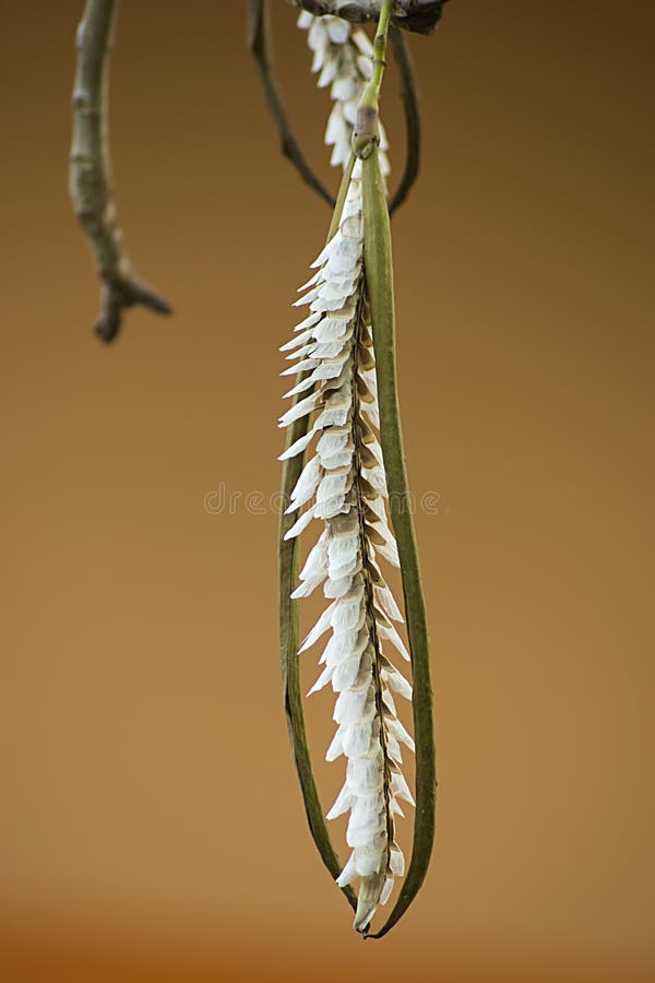 Pink trumpet seeds on tree stock image. Image of bloom - 282686377