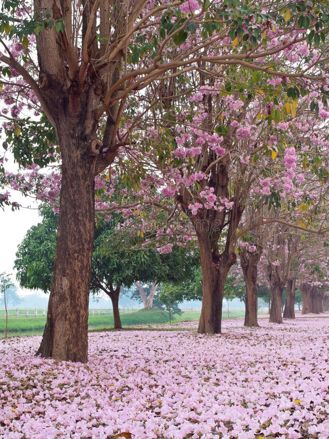 Pink trumpet tree stock photo. Image of drop, branch - 24223302