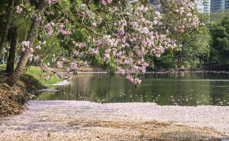 Pink Trumpet Tree Fall in Pond in Park Stock Photo - Image of flora ...