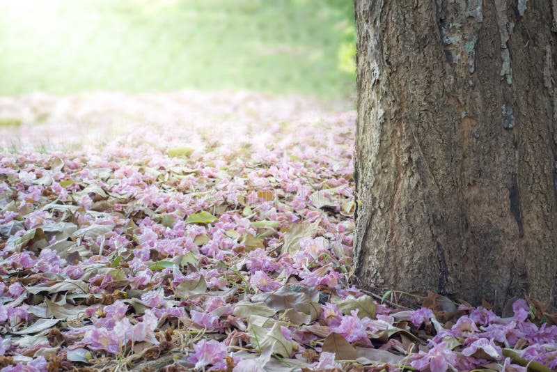 Pink trumpet tree falling stock image. Image of outdoor - 72730501