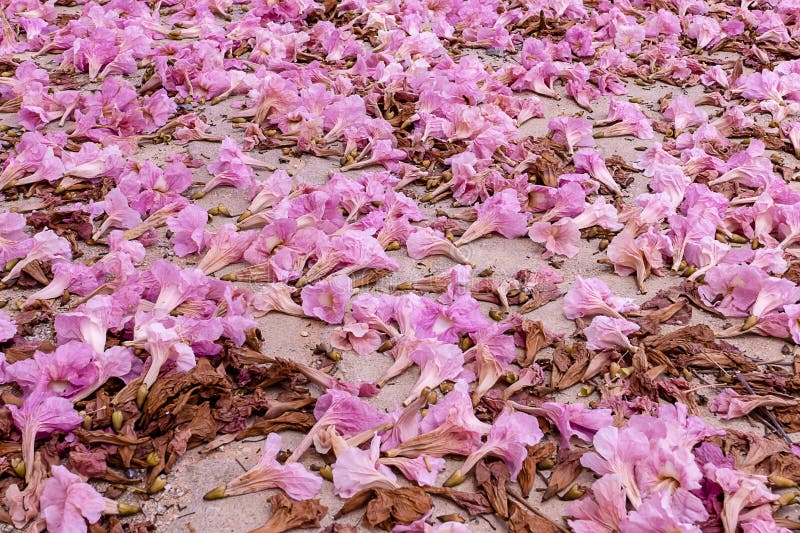 Pink Trumpet Tree Flower Fall Stock Image - Image of flower, blue ...