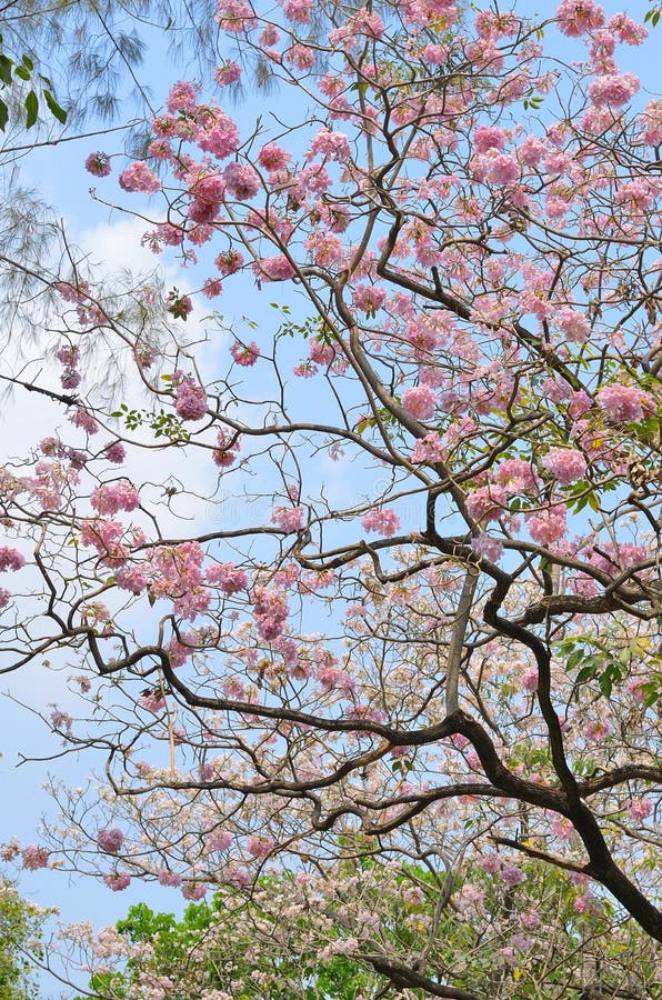 Pink trumpet tree stock image. Image of thailand, comfortable - 51422769