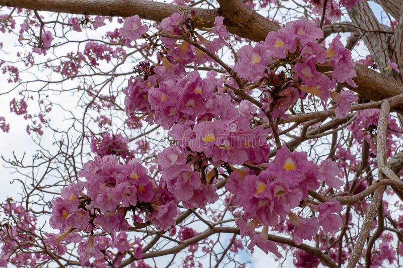 Pink Trumpet Tree with Blur Background Stock Image - Image of pink ...