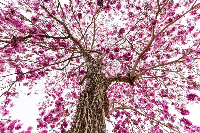 Pink Trumpet on the Tree without Leaf Stock Image - Image of garden ...