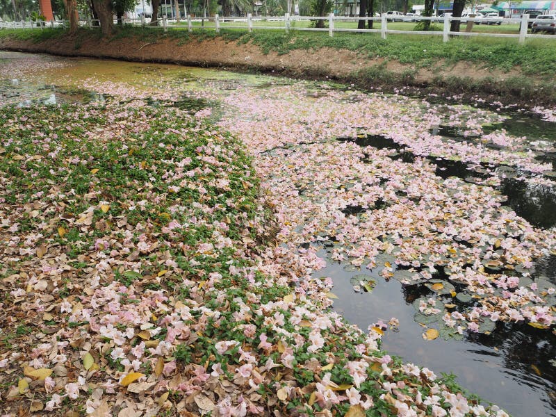 Pink trumpet tree stock photo. Image of canel, thailand - 91447776