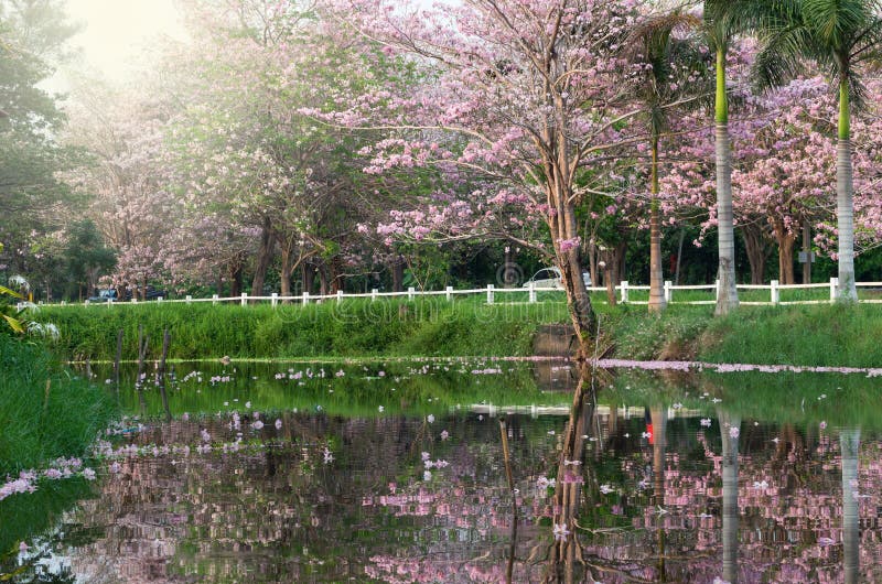 Pink Trumpet Tree in the Park Reflect with Lake Stock Photo - Image of ...