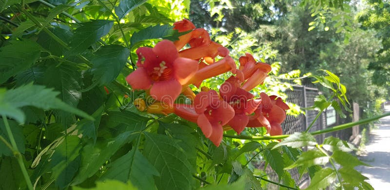 Pink Trumpet Vine on a Vivid Green Bush Stock Image - Image of bright ...