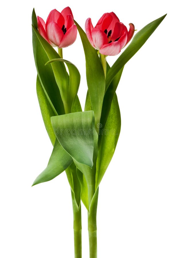 Pink tulip stock image. Image of isolated, petal, nature - 13882063