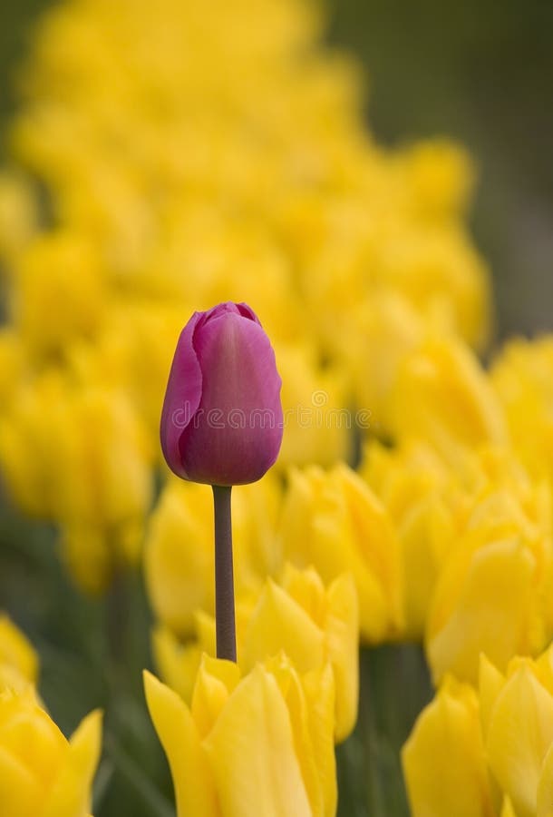 Pink tulip stock image. Image of beauty, festival, grow - 2415649