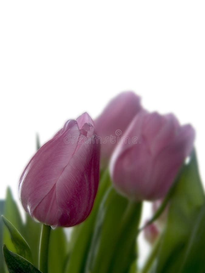 Pink tulip stock image. Image of summer, july, tulip, plant - 386879