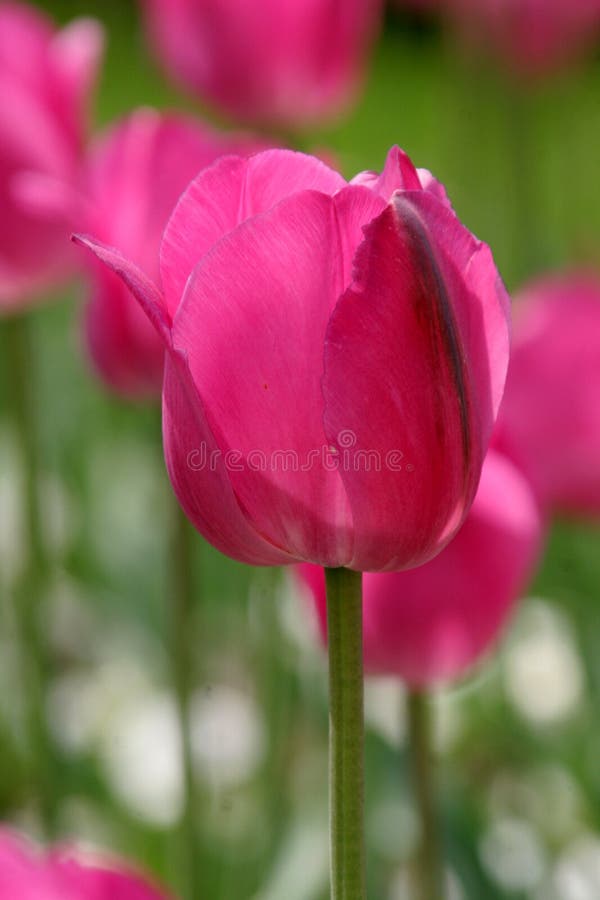 Pink tulip stock image. Image of pretty, close, bright - 750715