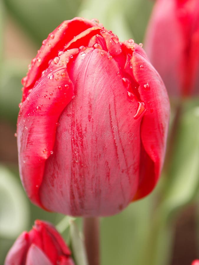 Pink Tulip Picture. Image: 781048