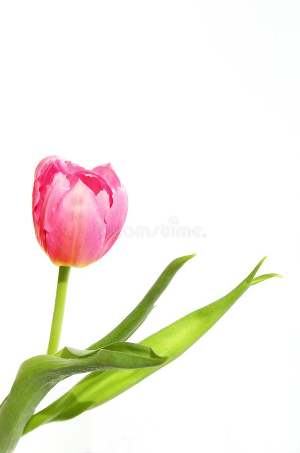 Single pink tulip stock image. Image of mothers, close - 4660851 Single pink tulip stock image. Image of mothers, close - 4660851