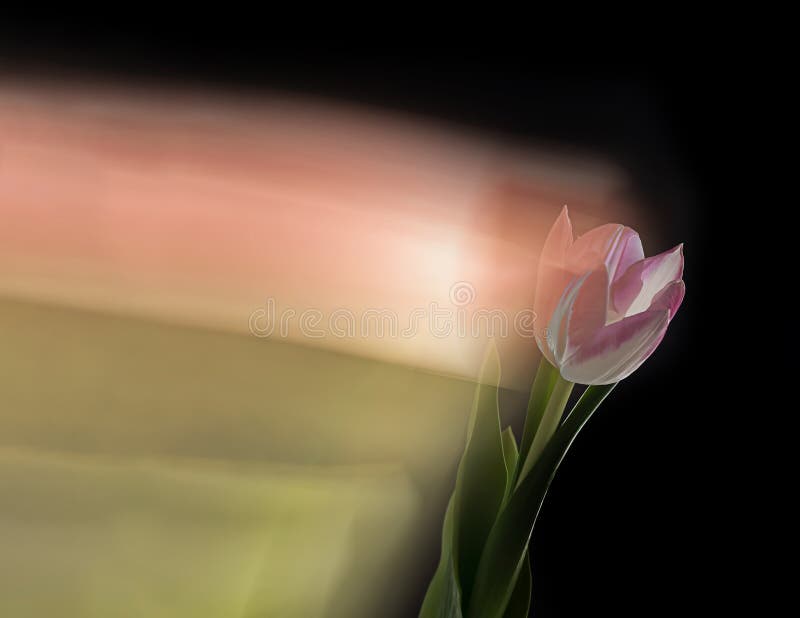 Tulip Abstract stock image. Image of floral, abstract - 60259705