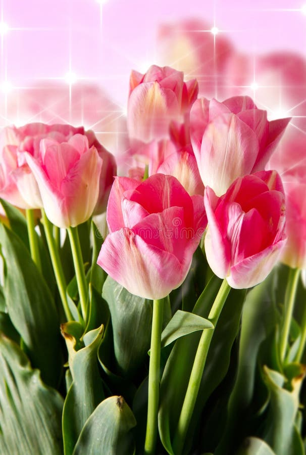 Pink tulip stock photo. Image of pastel, symbolic, pink - 30754146