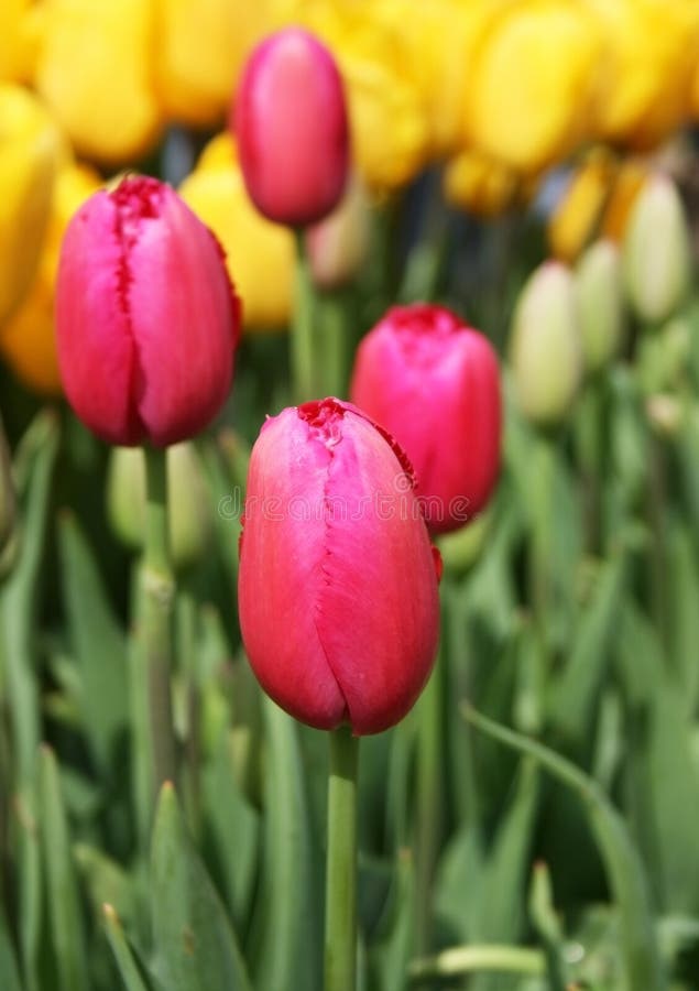 Tulip Buds with Pink at the Tip Stock Image - Image of bulbs ...