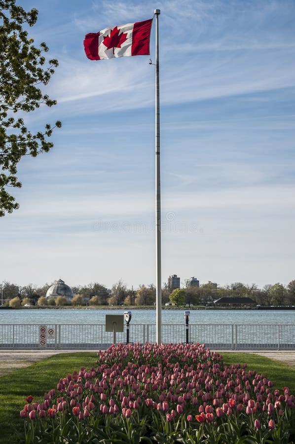 Pink Tulip with Canadian Flag Stock Image - Image of blossom, fresh ...