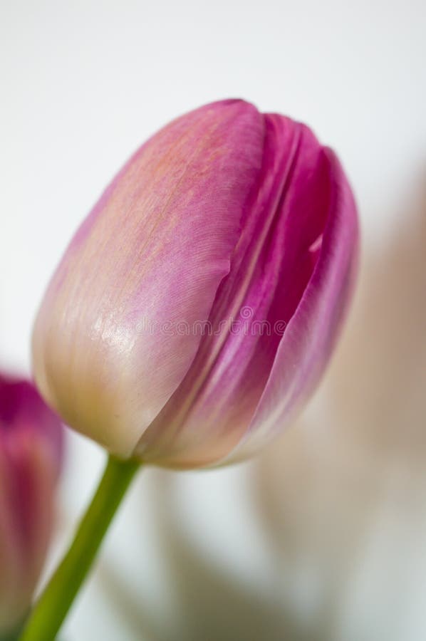 Pink tulip stock image. Image of tulip, green, nature - 44810529