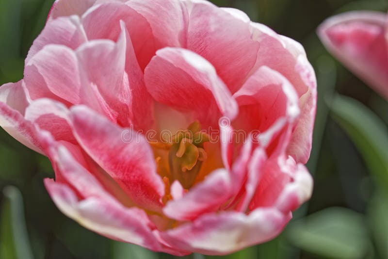 Pink tulip stock photo. Image of lily, pink, bouquet - 91092124