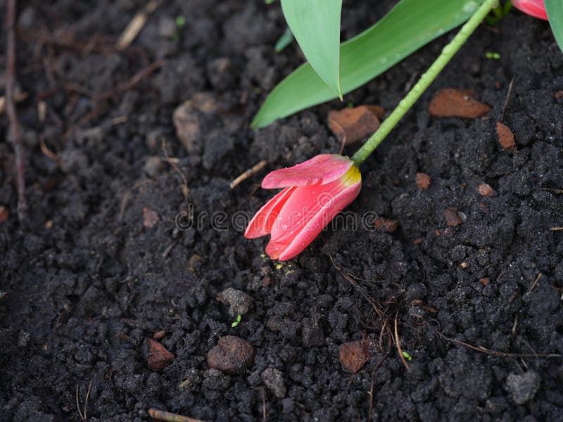 Pink Tulip with Drops Lying on the Ground after Rain Stock Image ...