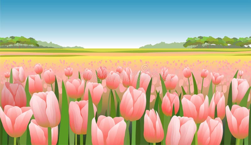 Pink Tulip Field with Blue Sky Vector Illustration Stock Vector ...