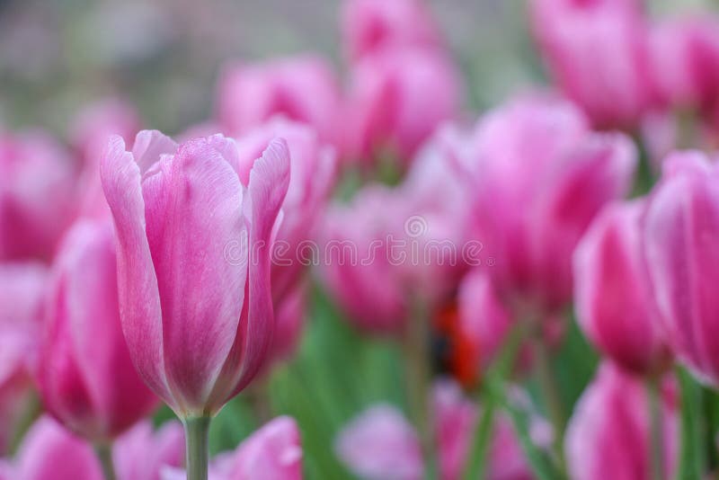 Pink Tulip Field in Morning Mist (soft Focus) Stock Image - Image of ...