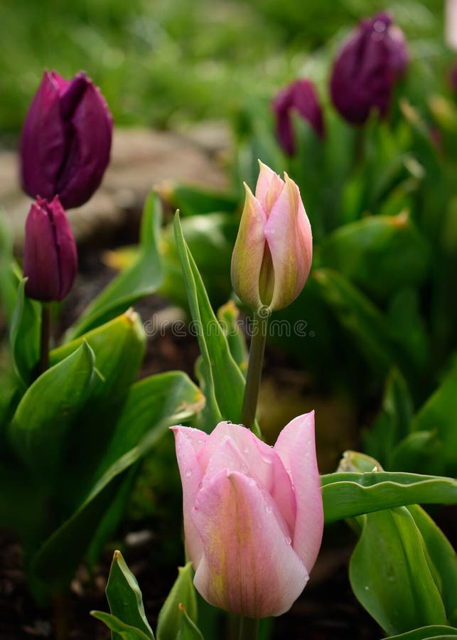 Pink Tulip stock image. Image of buds, tulips, space - 98760991