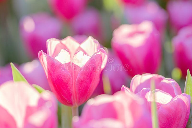 Pink Tulip Flower in Close Up Stock Photo - Image of holland, nature ...