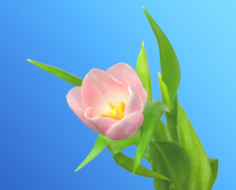 Pink Tulip flower stock image. Image of pink, pollination - 85498993