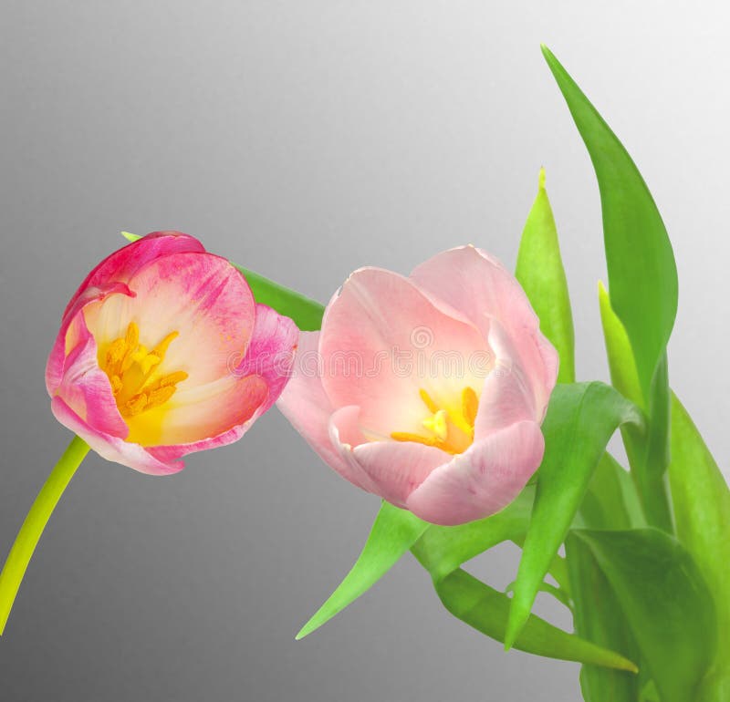Pink Tulip flower stock image. Image of pollination, flower - 85499057