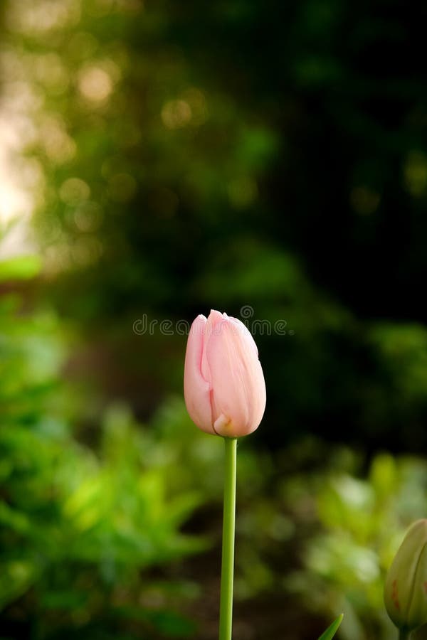 Pink Tulip Flower in a Green Spring Park. Stock Photo - Image of park ...