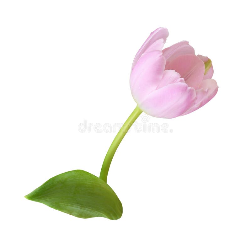 Pink tulip flower isolated stock photo. Image of spring - 300835074