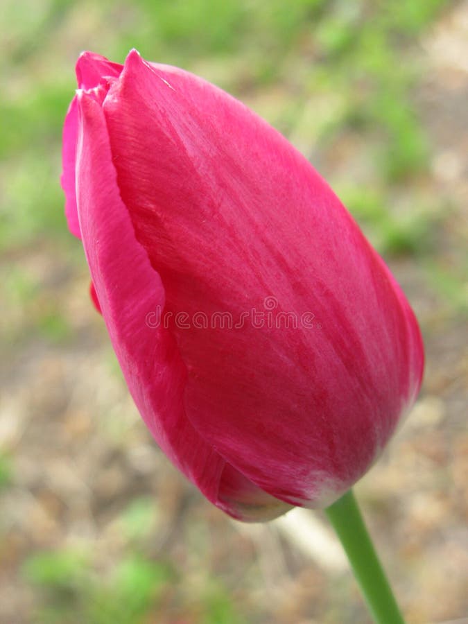 Pink tulip stock image. Image of bouquet, beautiful - 107018671
