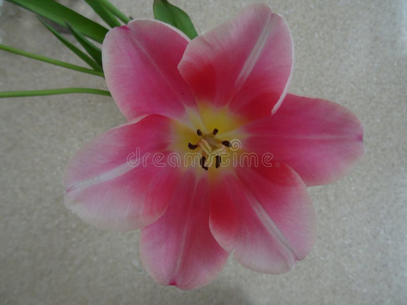 Pink Tulip Flower on the Table Top View Stock Image - Image of ...
