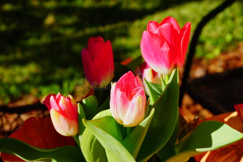 Pink Tulip Flower Under the Sunshine of Florida Stock Image - Image of ...