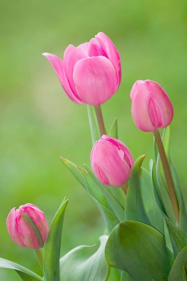 Pink tulip flowers stock photo. Image of bright, spring - 16823182