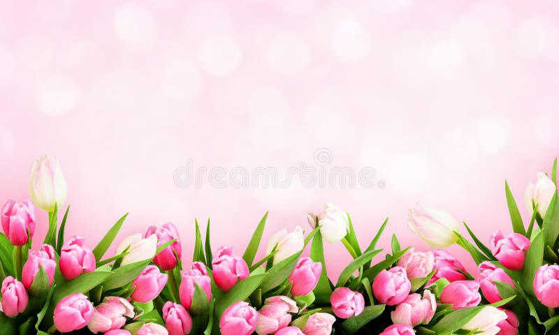 Tulip Bottom Border Stock Photos - Free & Royalty-Free Stock Photos ...