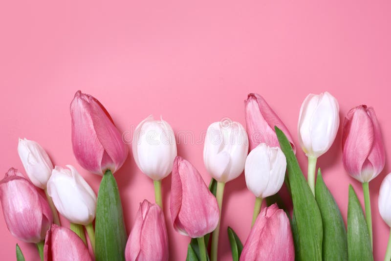 Pink Tulip Flowers Border Isolated on Pink Background. Flat Lay. Top ...