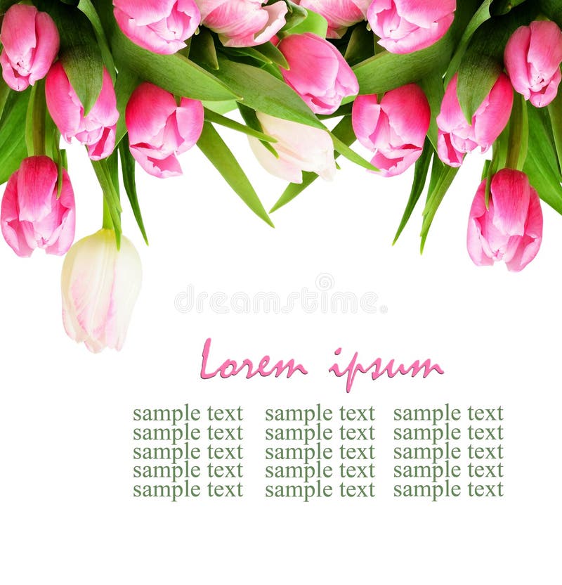 Pink tulip flowers border stock photo. Image of greeting - 87296776
