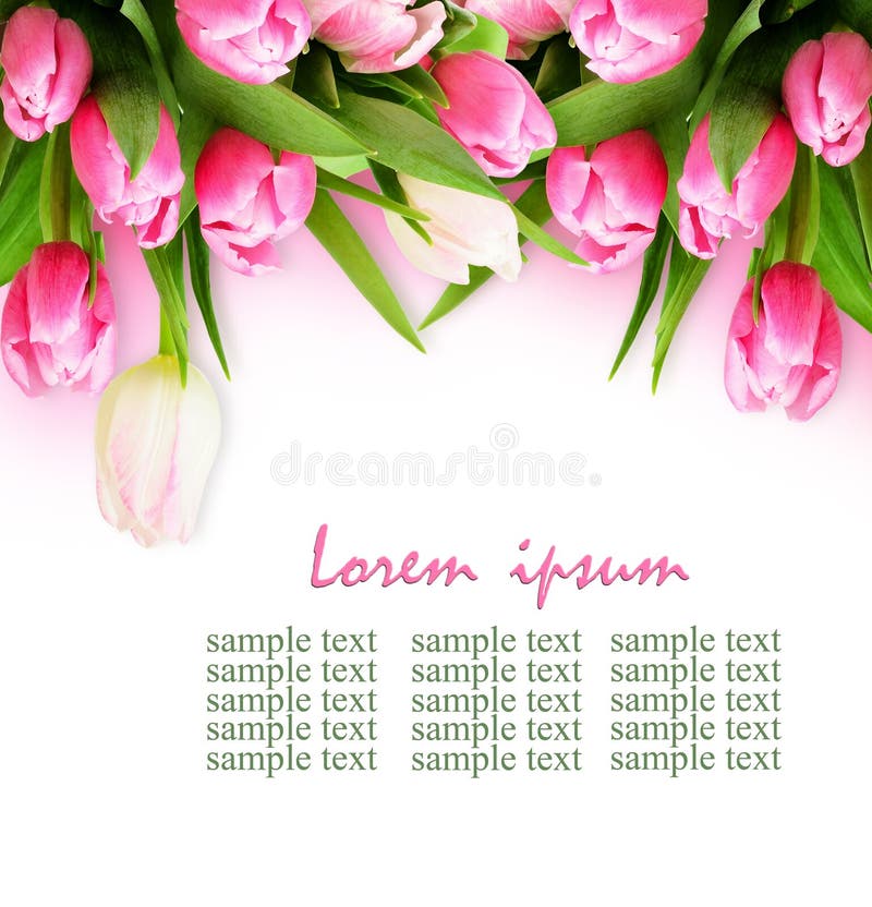 Pink tulip flowers border stock image. Image of plant - 87296567