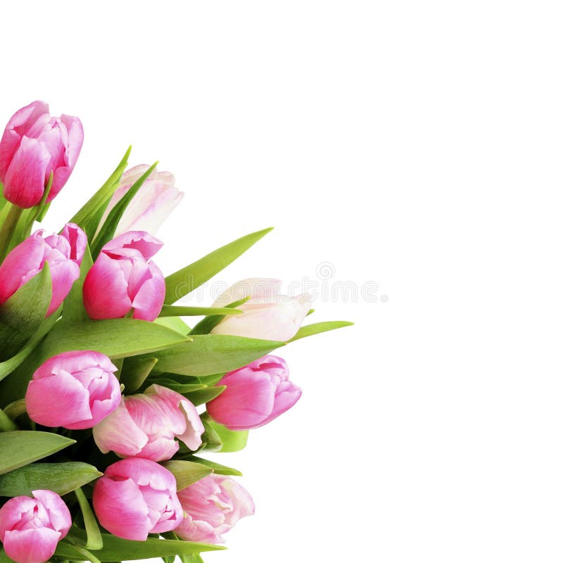 Pink Tulip Corner Border Stock Photos - Free & Royalty-Free Stock ...