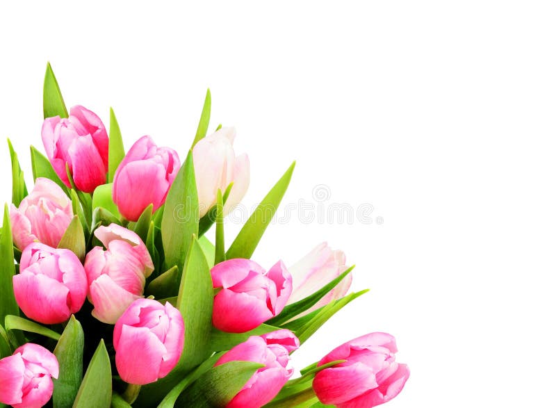 Pink Tulip Flowers in a Corner Stock Photo - Image of pink, greeting ...