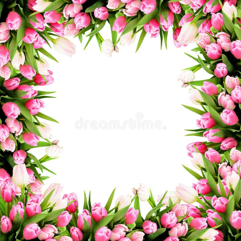 Tulip Bottom Border Stock Photos - Free & Royalty-Free Stock Photos ...